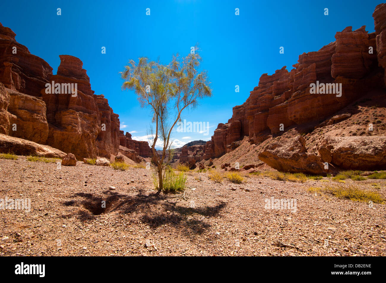 Desert plant shrub saxaul (haloxylon) growing among rock formations at ...