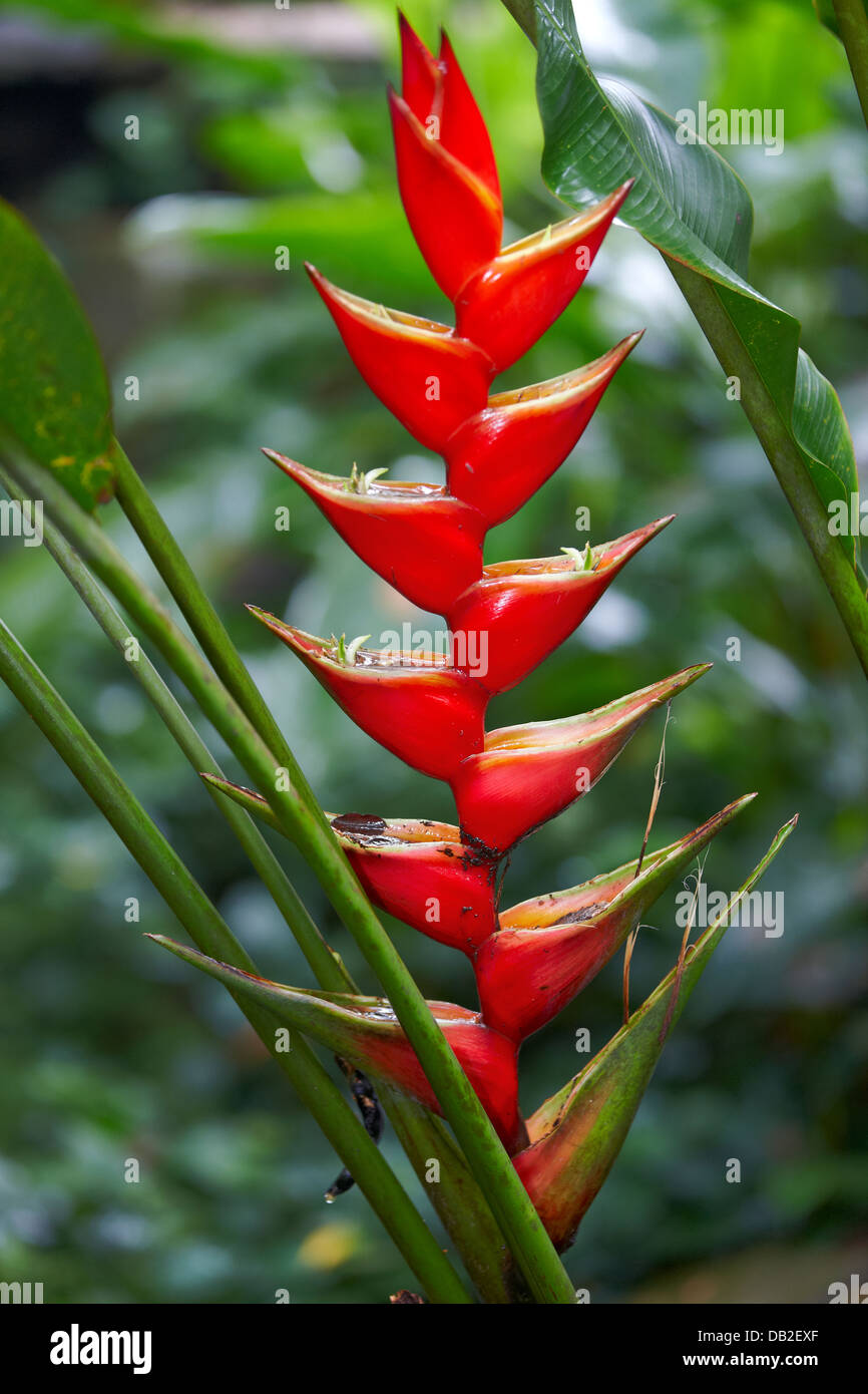 Heliconia inflorescence, Singapore. Scientific name: Heliconia caribaea ...
