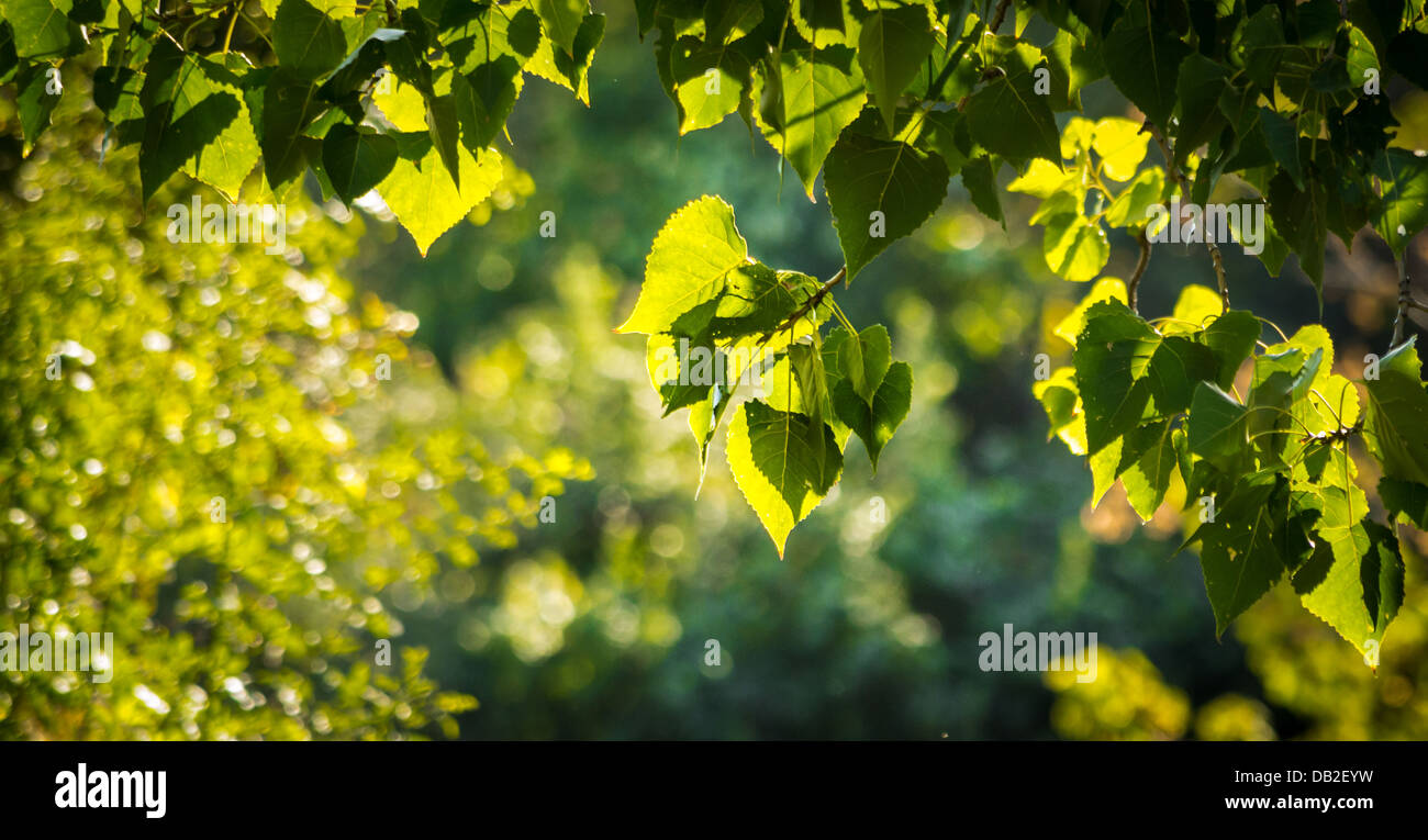 A leaf of faith Stock Photo - Alamy