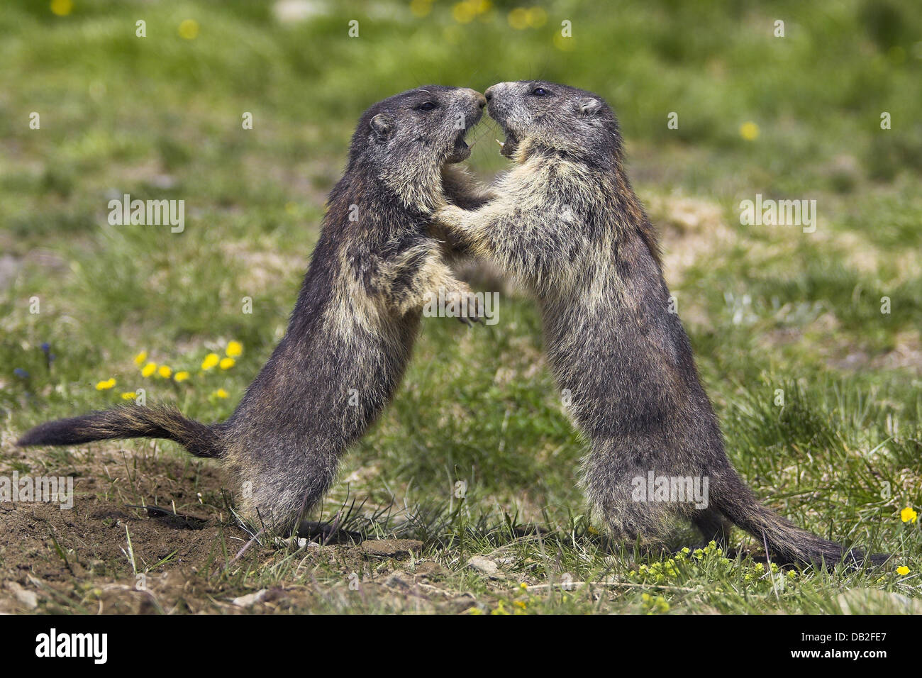 Alpine Marmots Marmota Marmota Fighting High Resolution Stock Photography and Images - Alamy