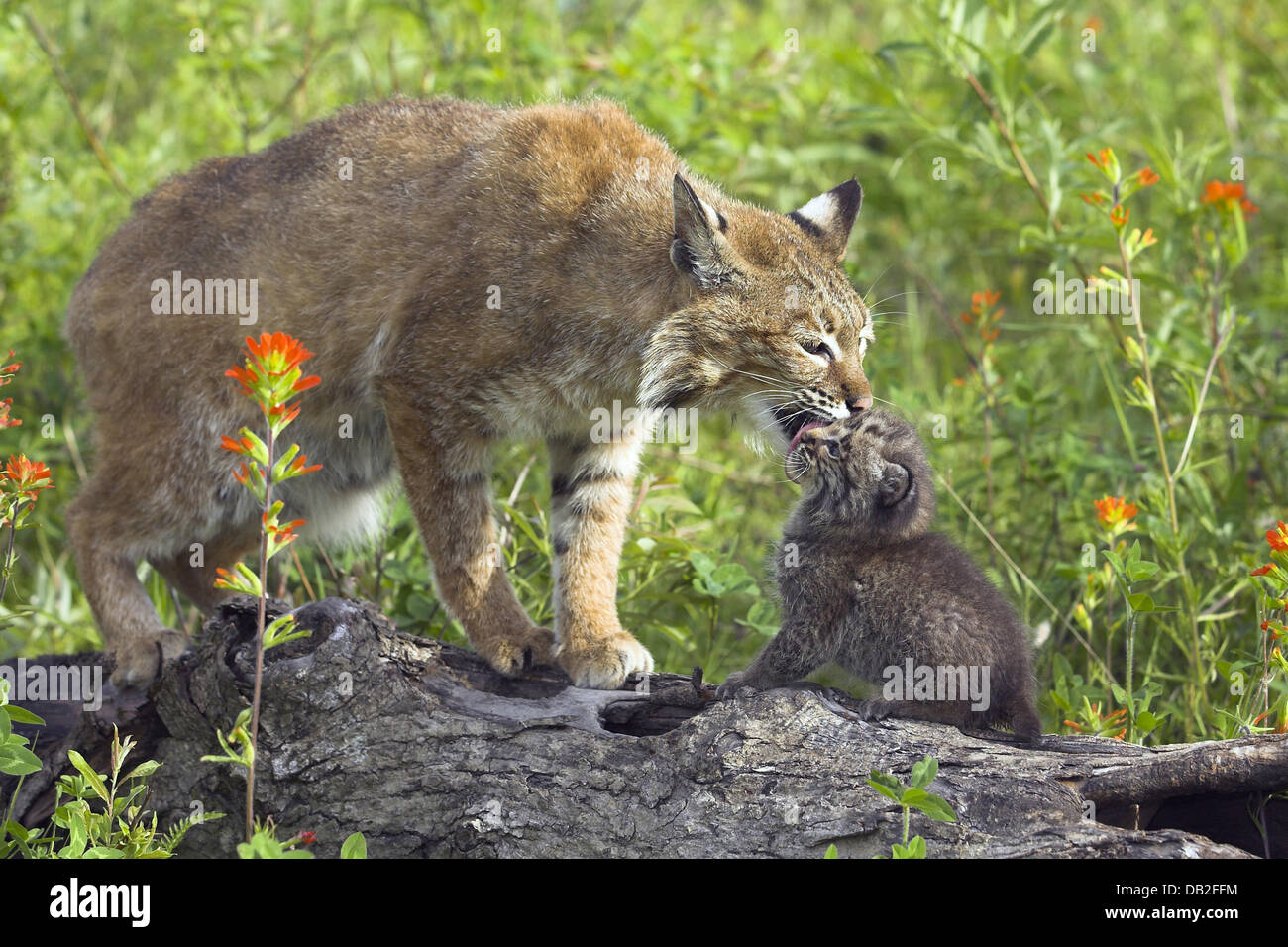 A bobcat mother licks her pup in Minnesota, US, 2005. Photo: Ronald ...