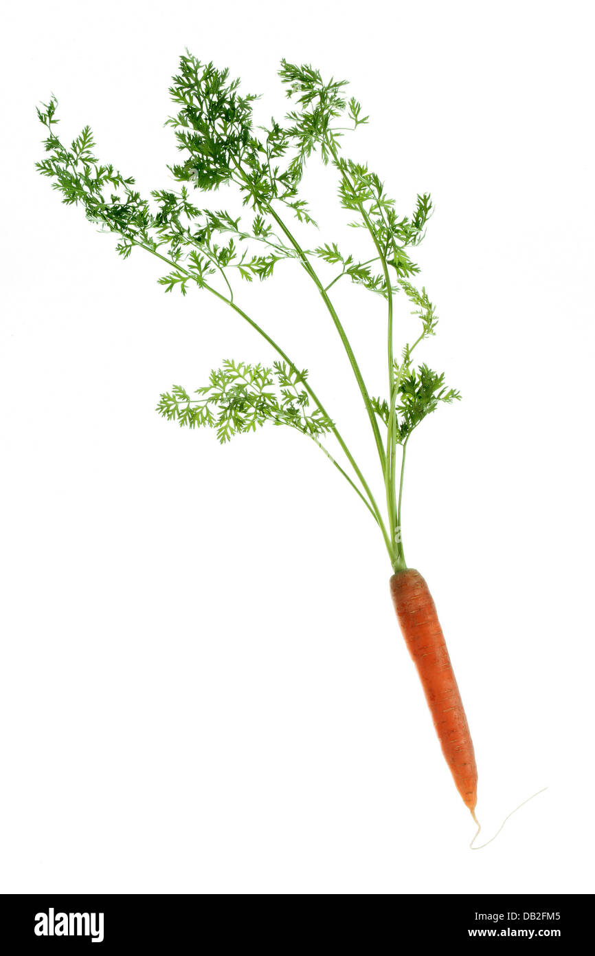 The picture shows a carott, in Frankfurt Main, 6 September 2007. Photo ...