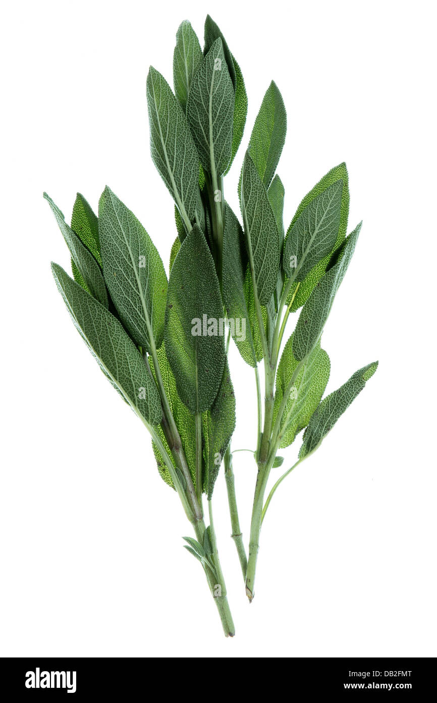 Salvia in the picture Cut Out Stock Images & Pictures - Alamy