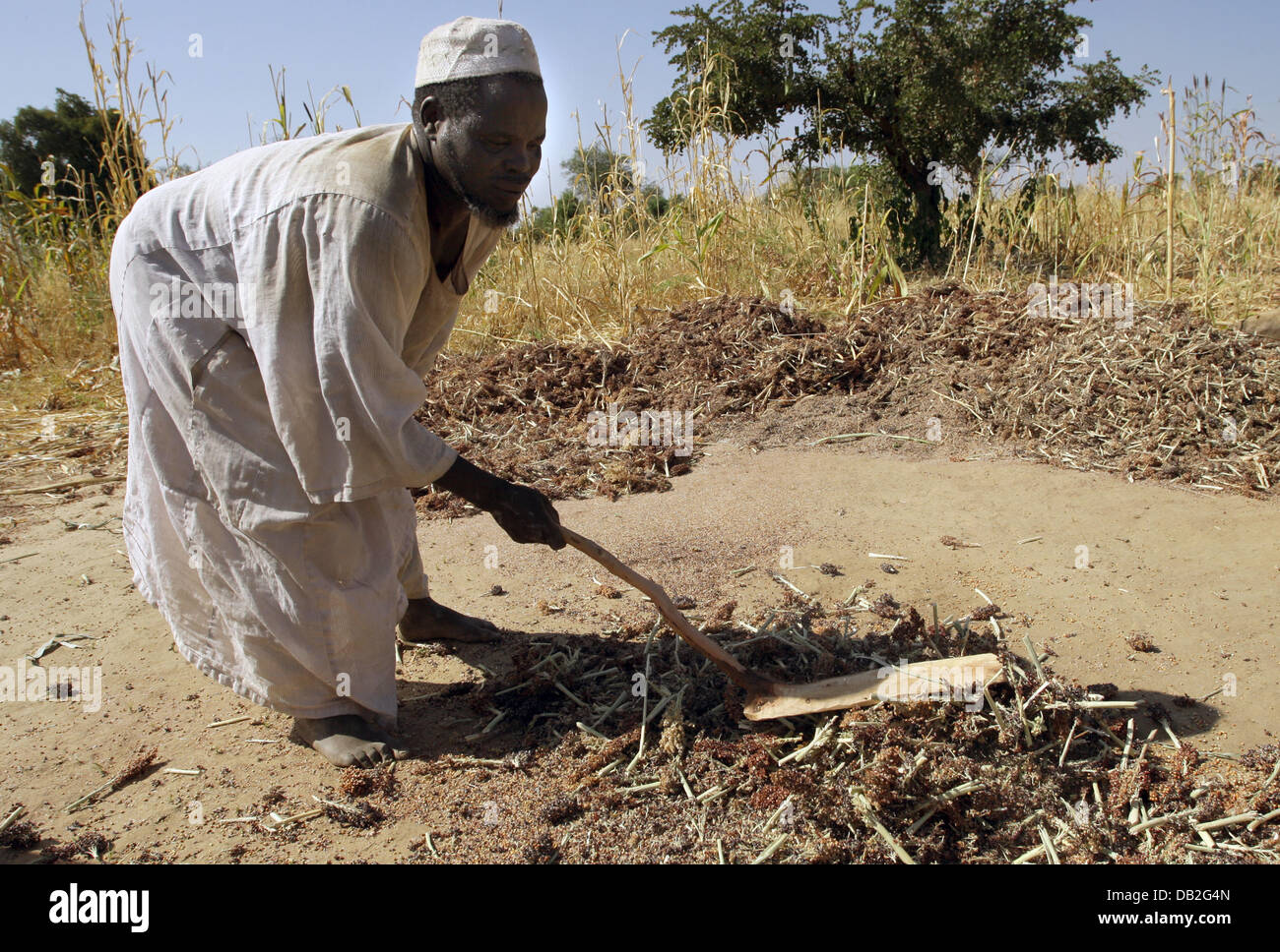 A Sudanese man threshes sorghum grains on a field near Mukjar in ...
