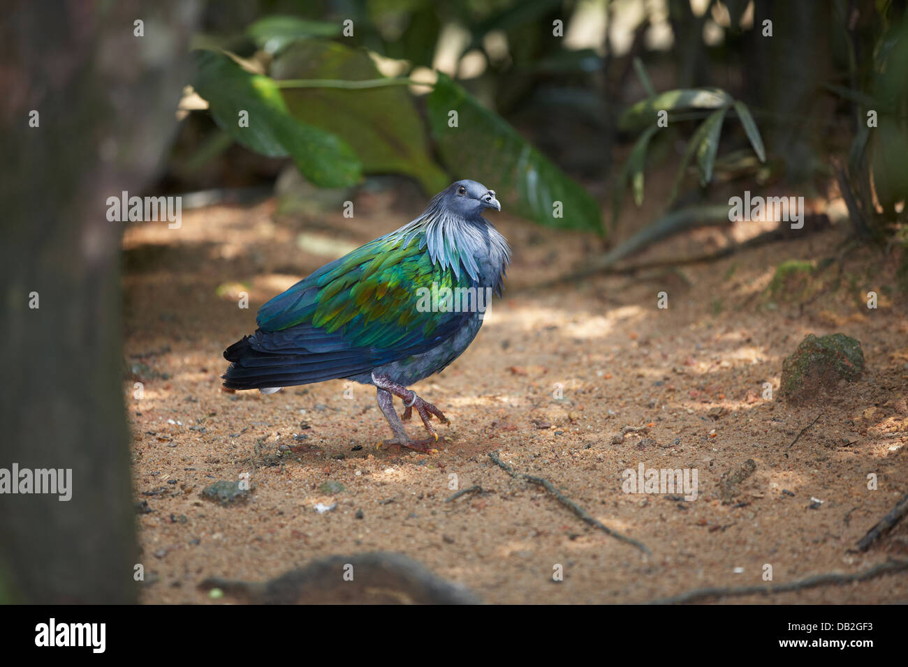 Nicobar Pigeon. Scientific name: Caloenas nicobarica. Jurong Bird Park ...