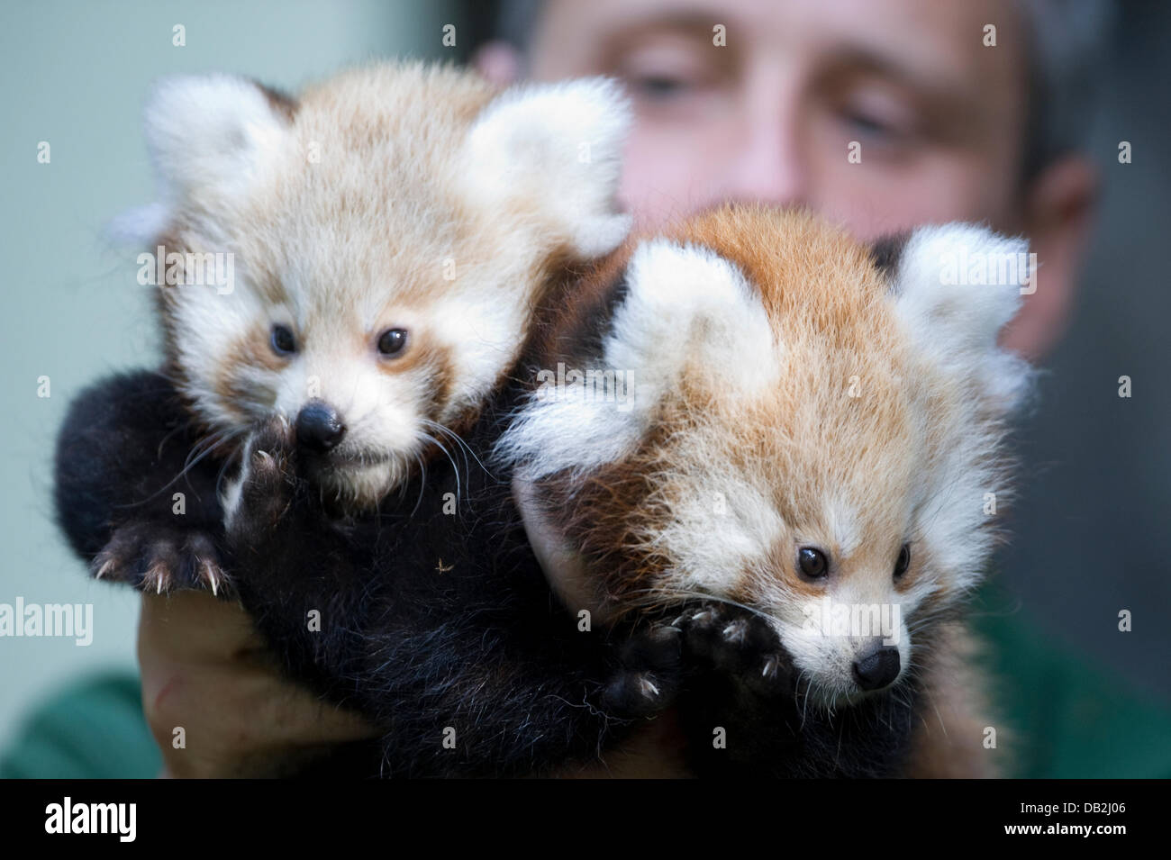 The small red pandas Kit (L-R) and Kitty are presented by a keeper at ...
