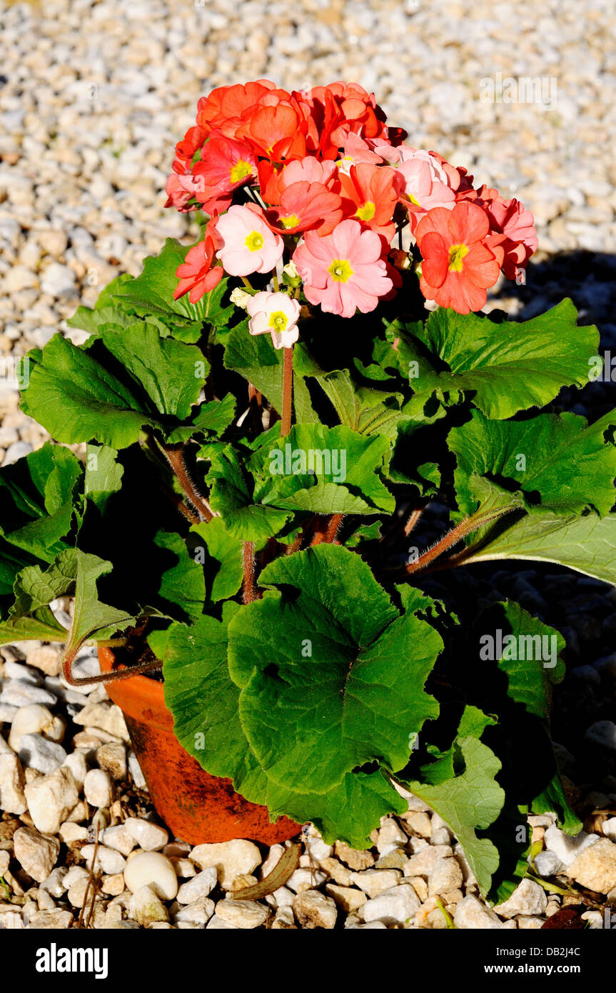 Orange Primula in a pot on gravel Stock Photo - Alamy