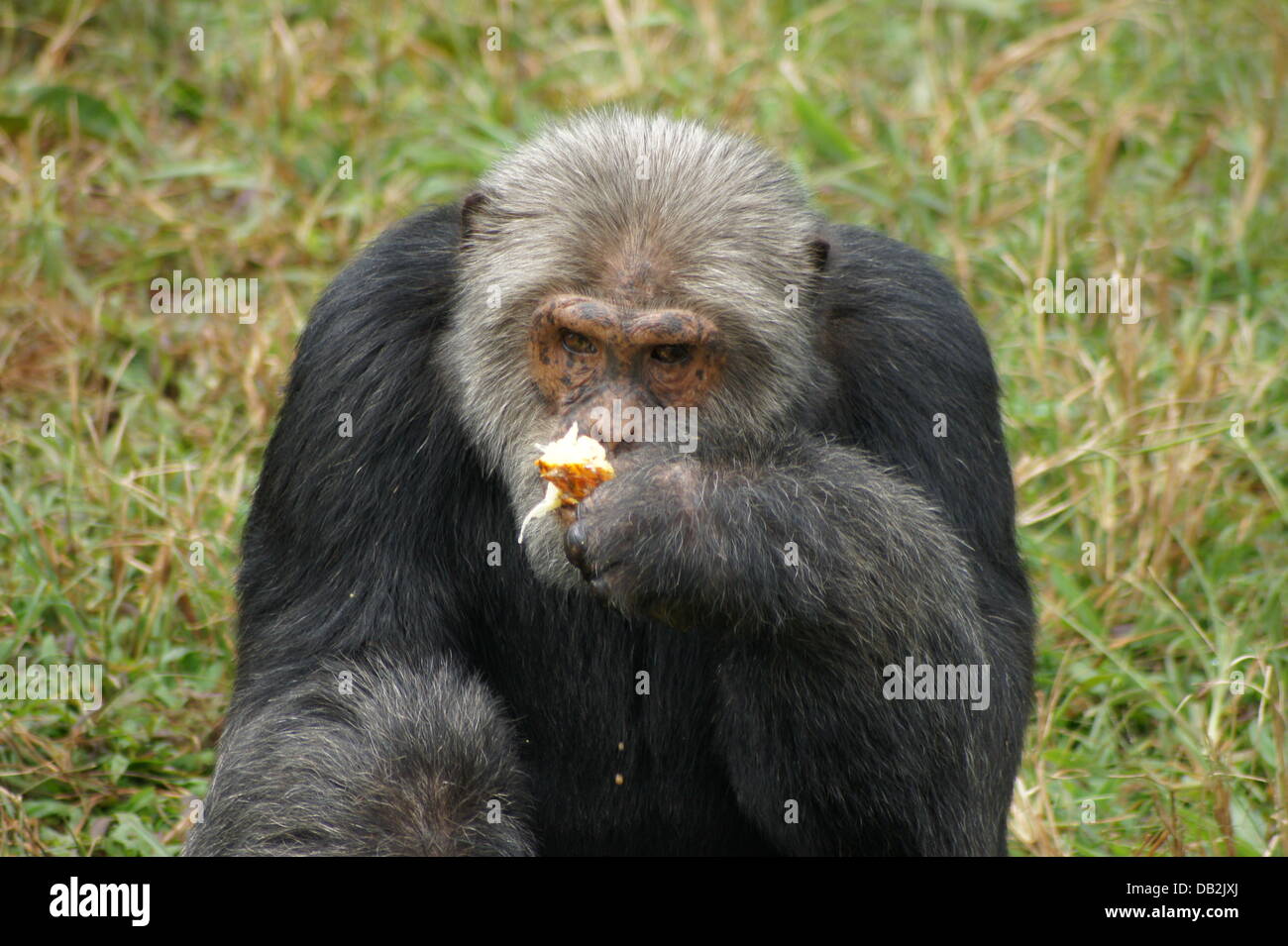 The today 22-years-old Chimpanzee Tumbo with grey fur came to the ...