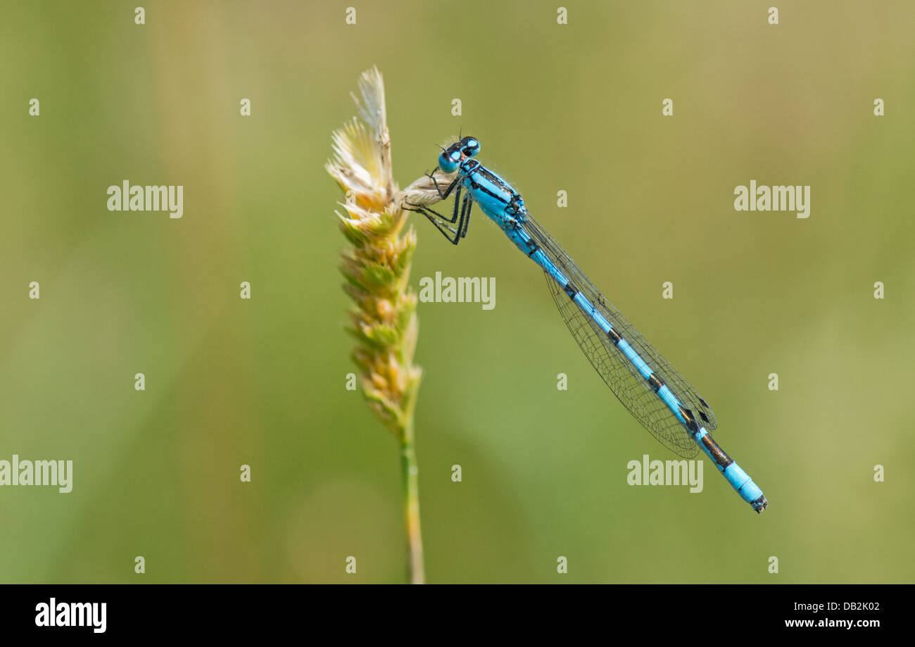 Female common blue damselfly hi-res stock photography and images - Alamy