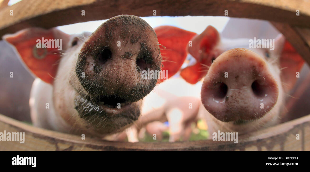 The snouts of pigs are pictured during the opening of the agriculture ...