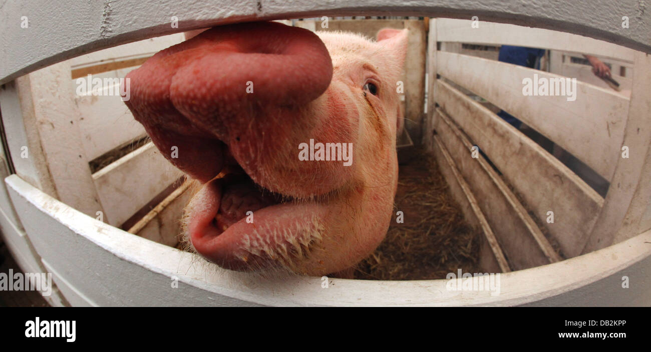 The snout of a pig is pictured during the opening of the agriculture ...