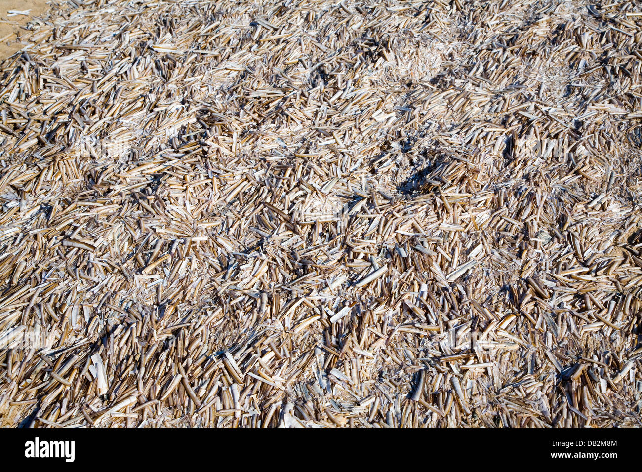 Ensis siliqua hi-res stock photography and images - Alamy