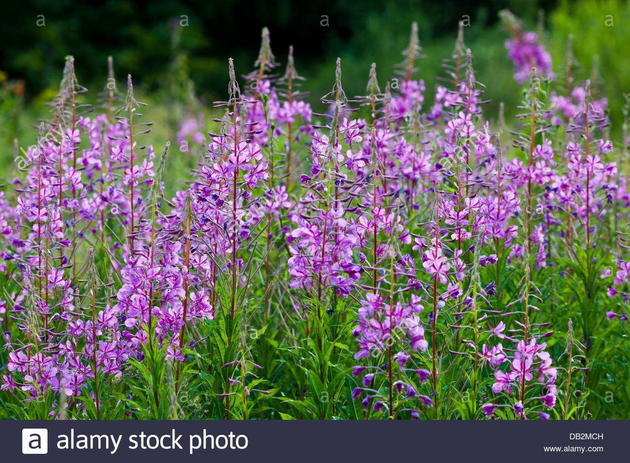 Willow Weed Stock Photos & Willow Weed Stock Images - Alamy