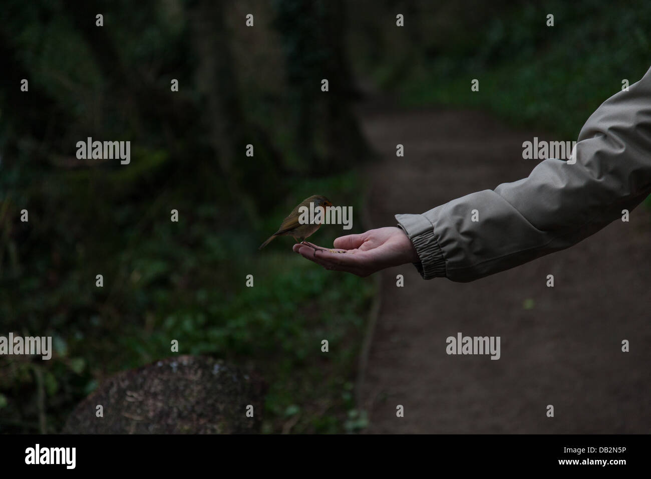 Robin hand feeding hi-res stock photography and images - Alamy