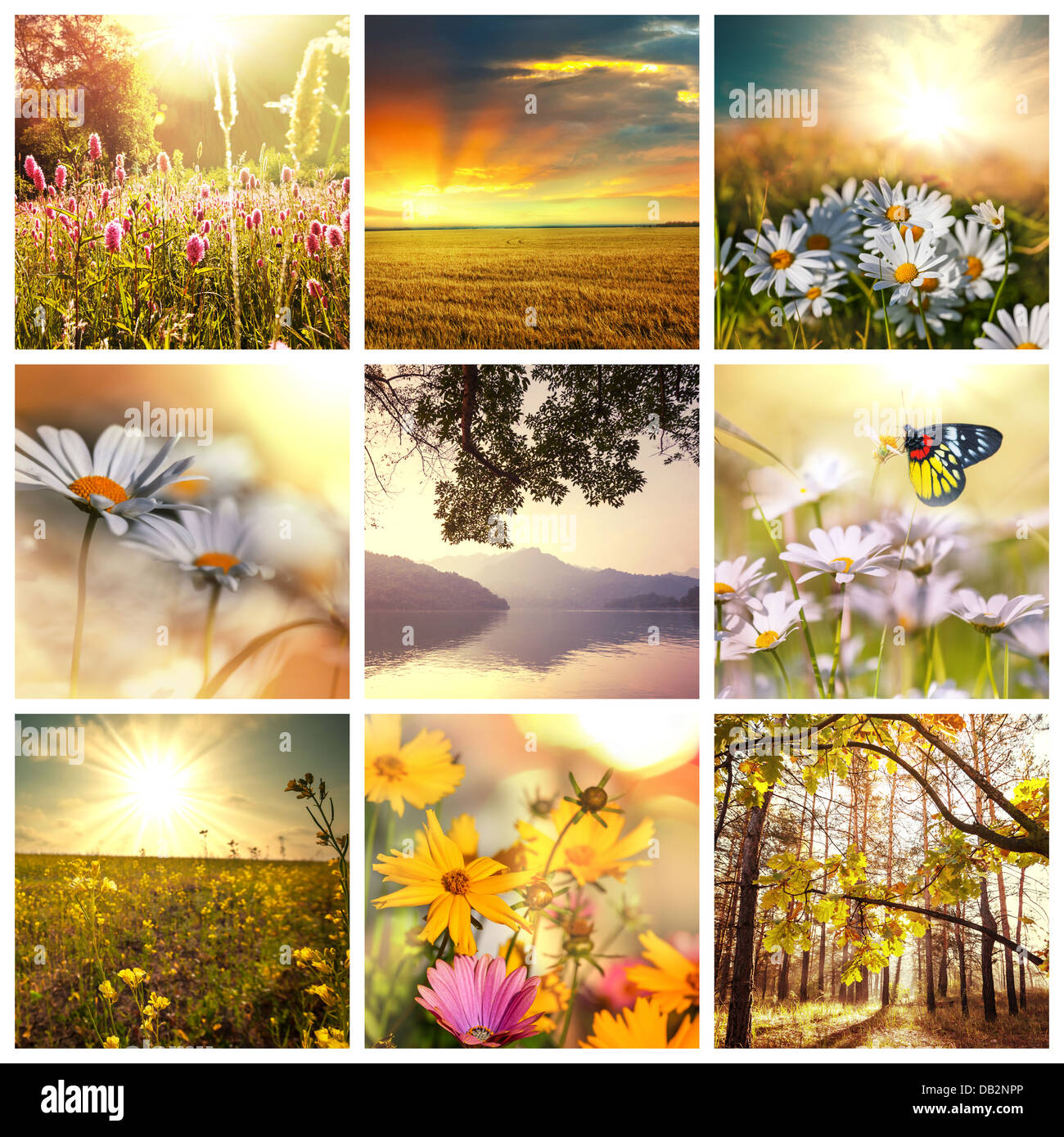 Hawaii flower collage hi-res stock photography and images - Alamy