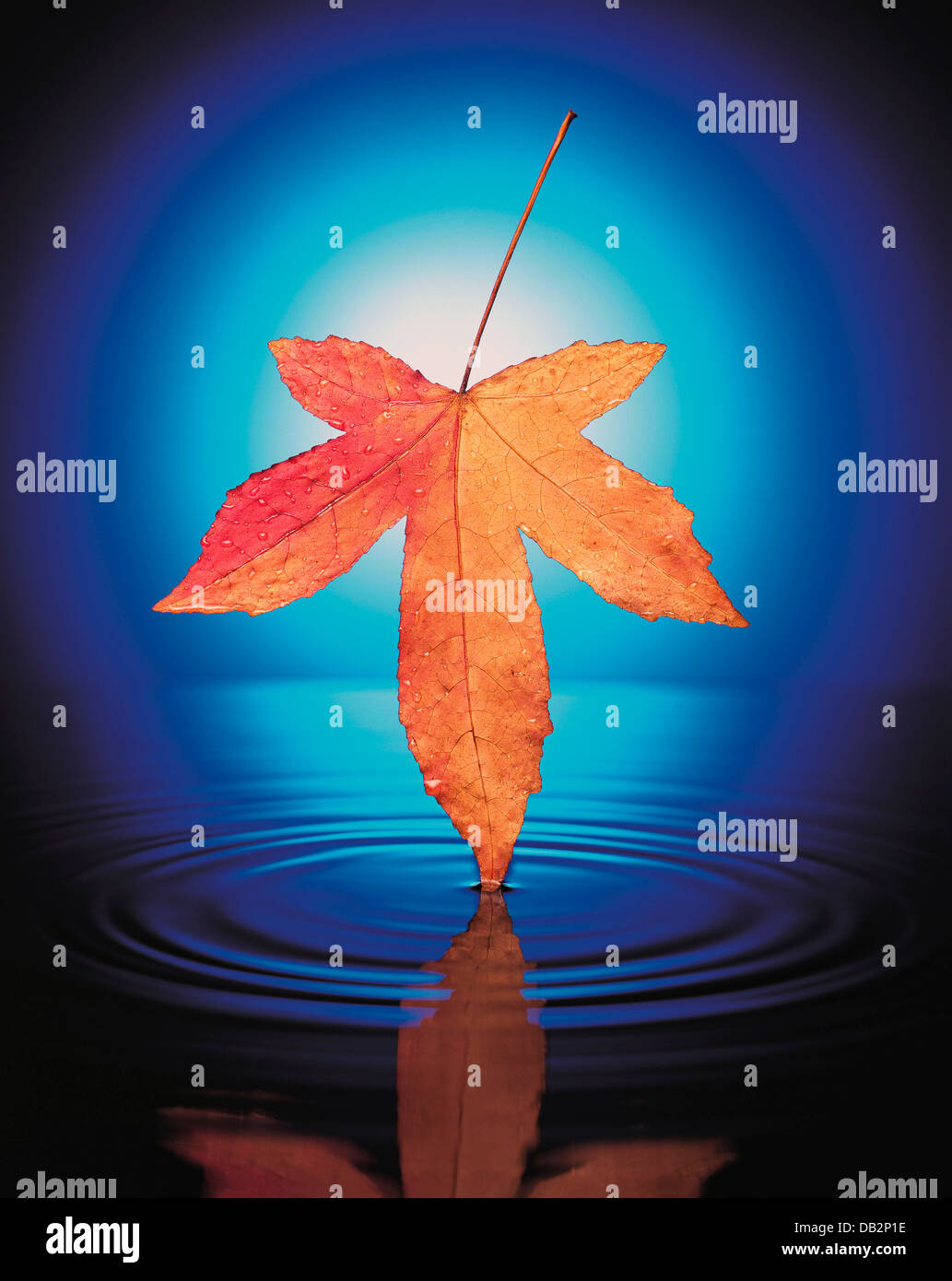 Studio still life montage of autumn Maple leaf over water Stock Photo ...