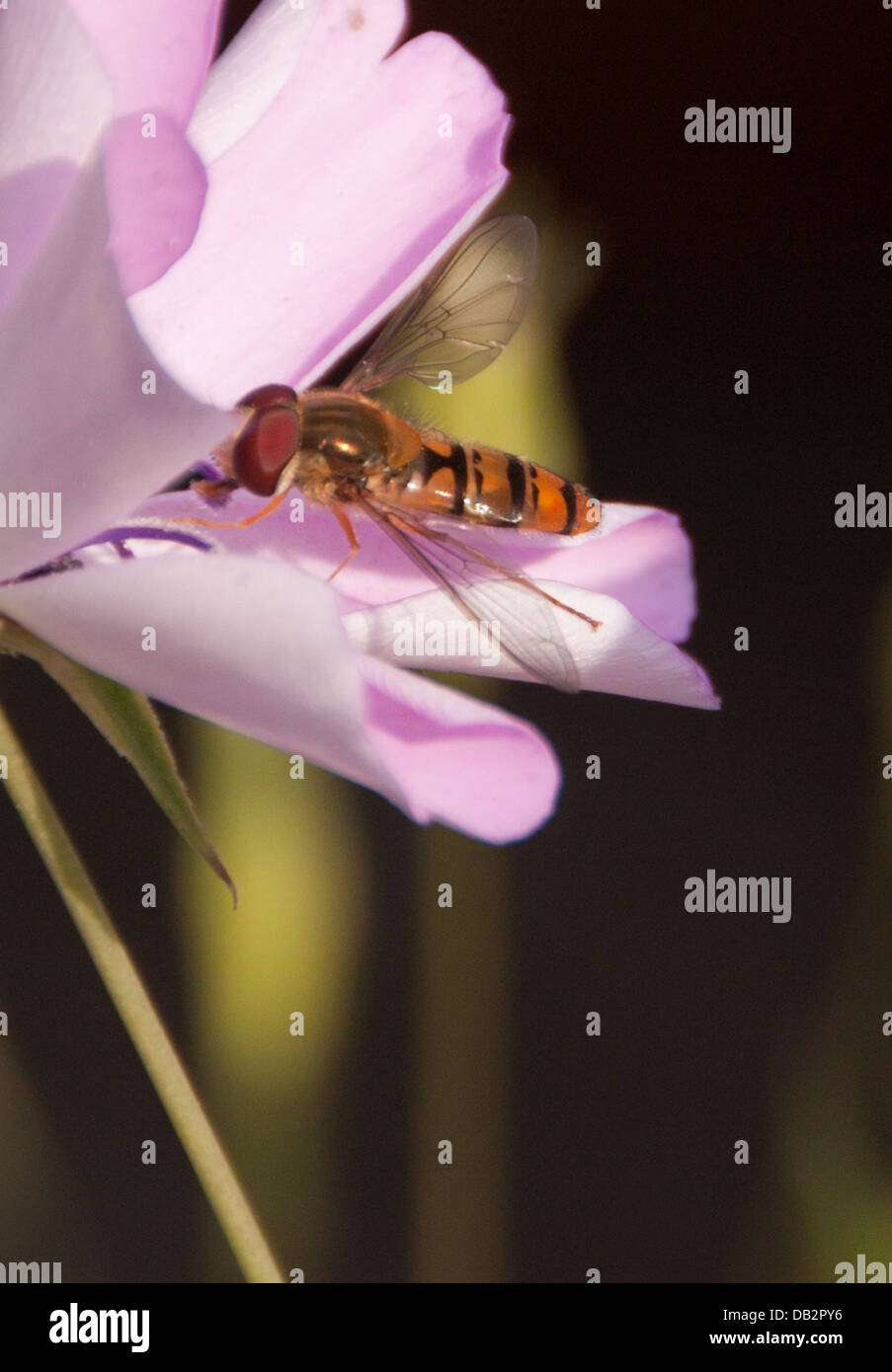 Hover flies hi-res stock photography and images - Alamy