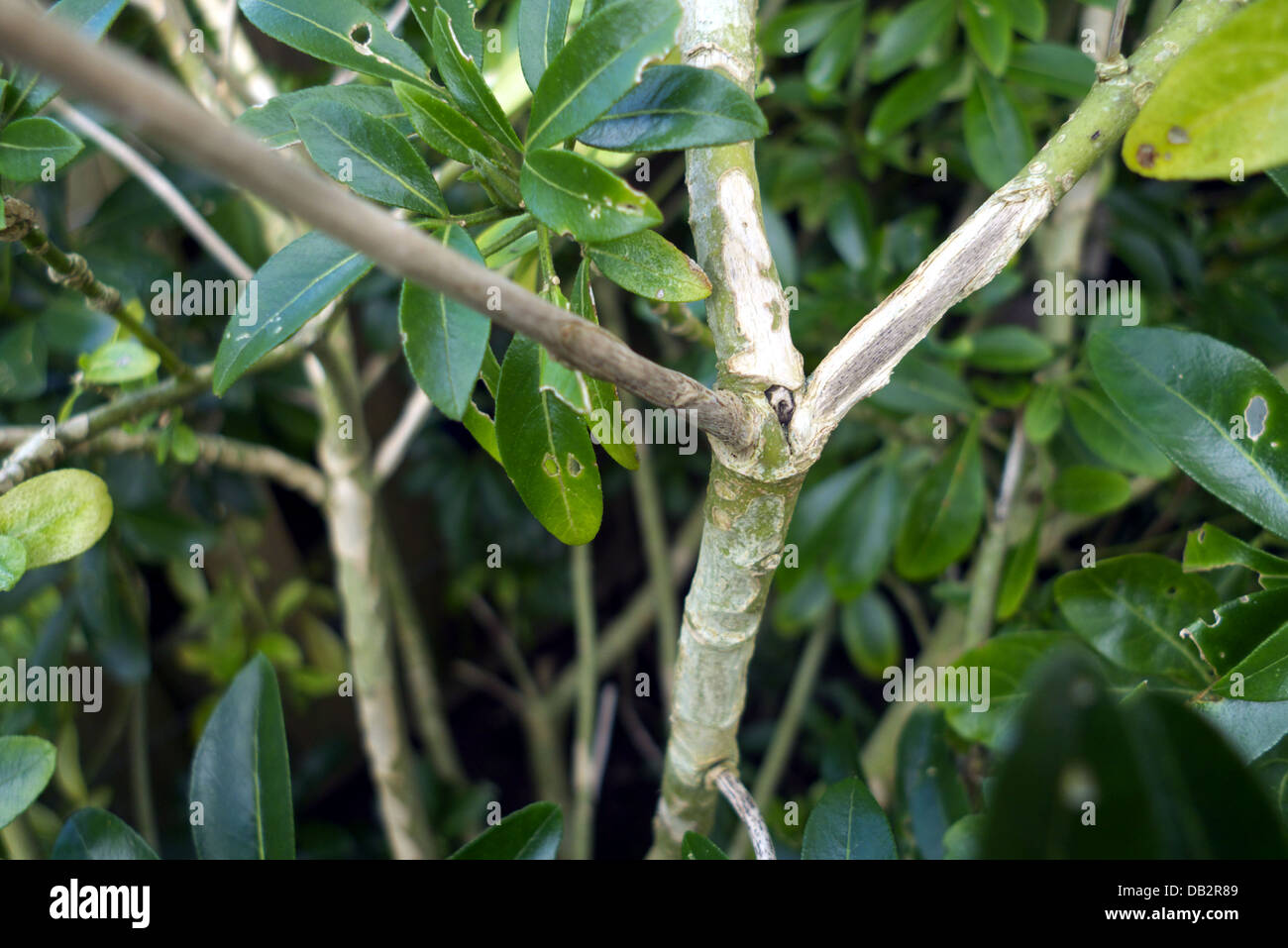 Social wasp wasps damage hi-res stock photography and images - Alamy