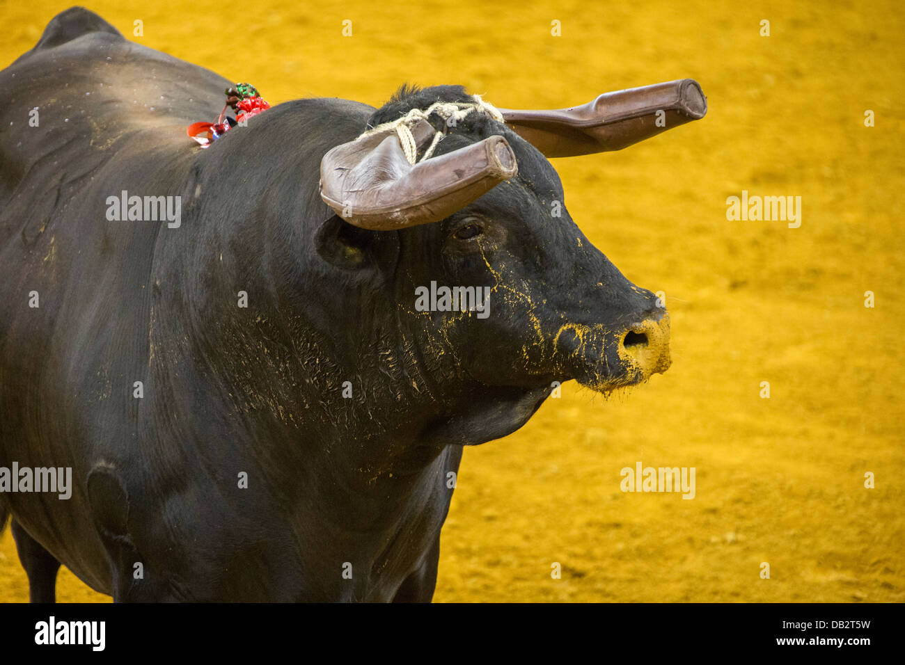 Bullfight at the Campo Pequeno, Lisboa, Portugal Stock Photo - Alamy