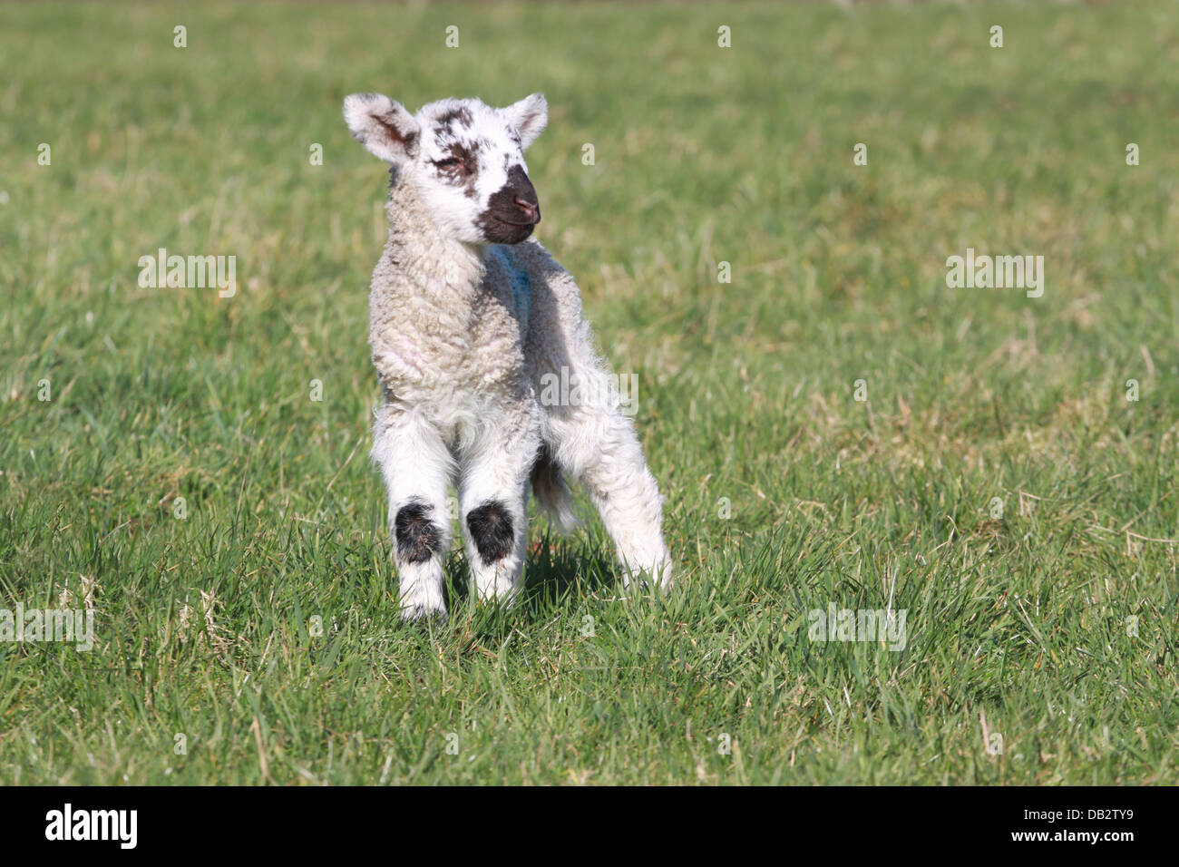 Jumping lamb cute hi-res stock photography and images - Alamy