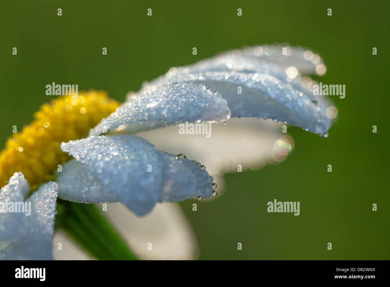 Meadow with dew drops hi-res stock photography and images - Alamy