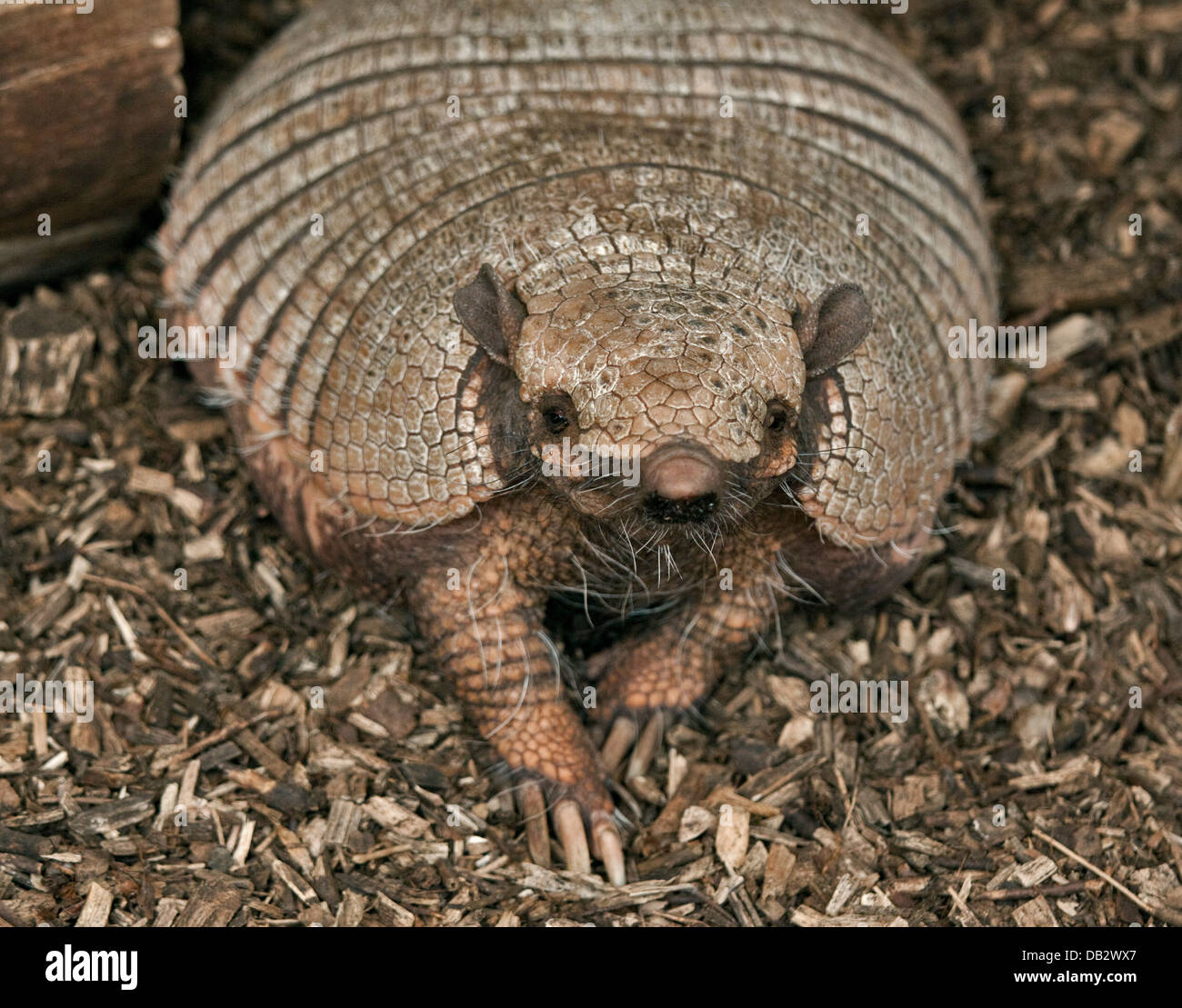 Euphractus sexcinctus hi-res stock photography and images - Alamy