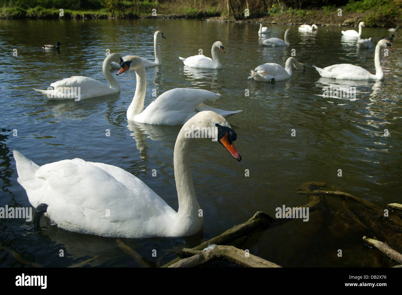 Swans on pond hi-res stock photography and images - Alamy