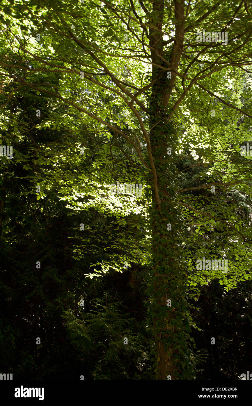 Bereleigh estate hi-res stock photography and images - Alamy