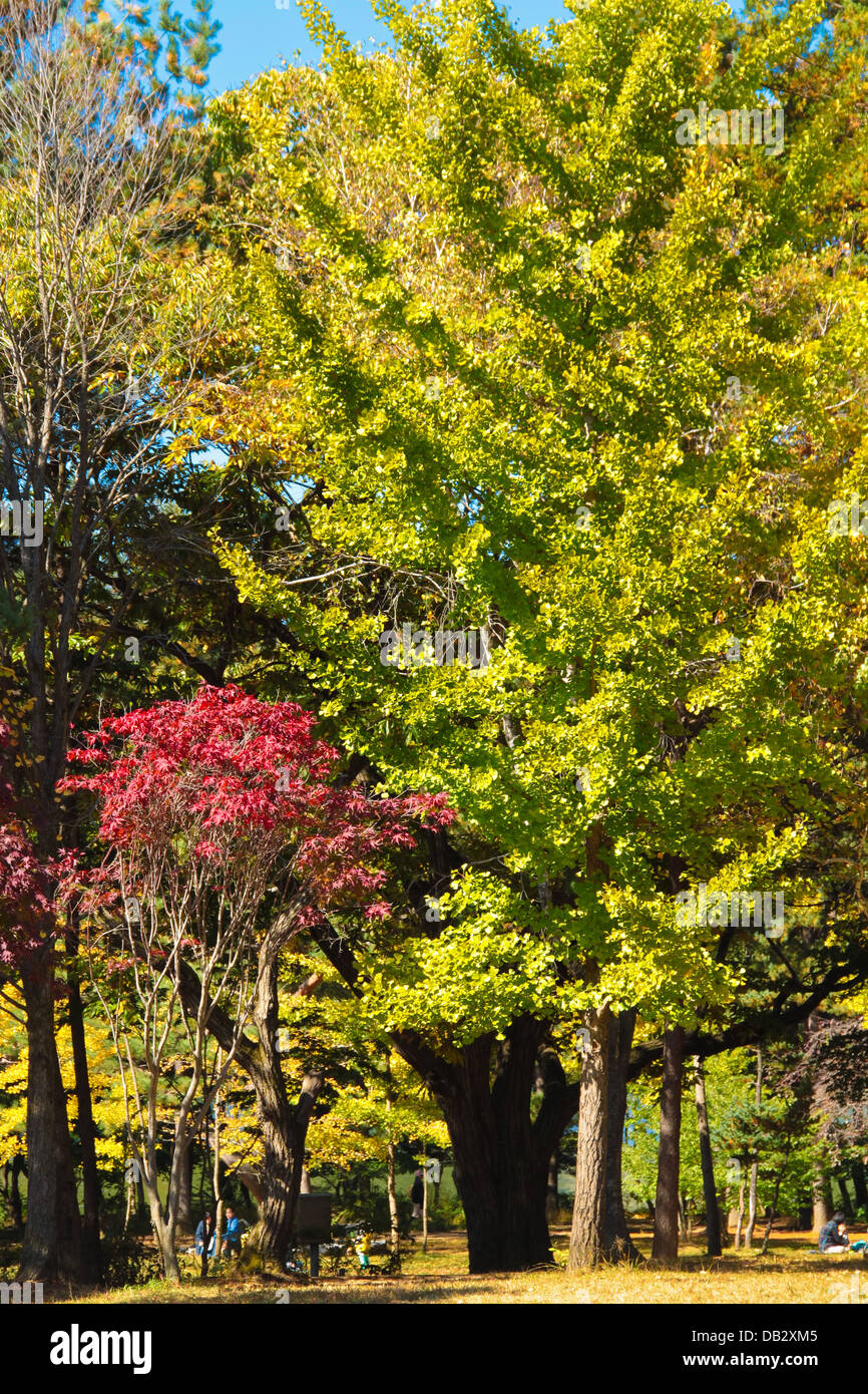 Nami island seoul hi-res stock photography and images - Alamy