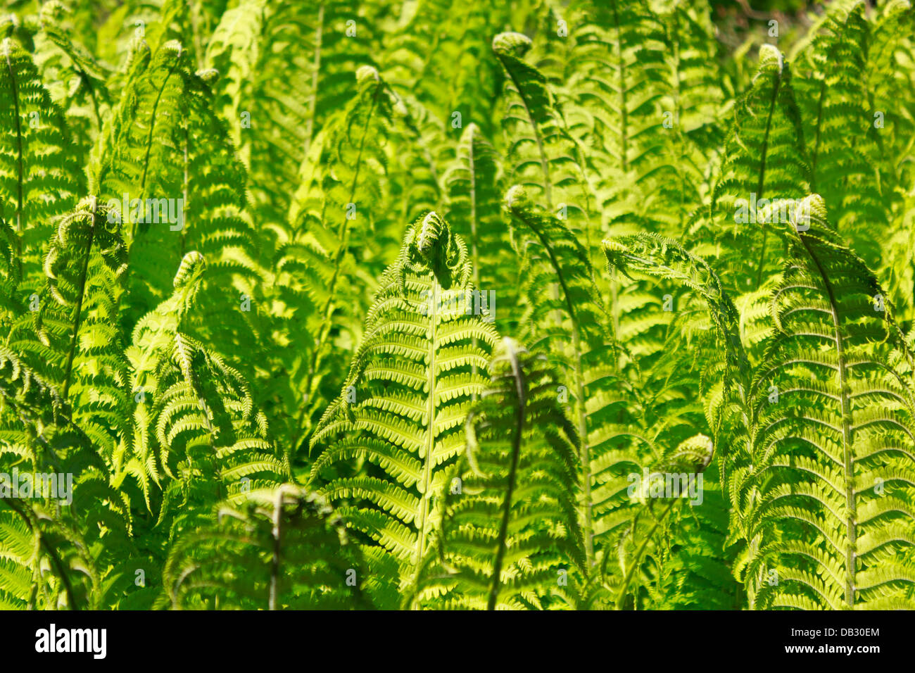 Summer shot fern stems hi-res stock photography and images - Alamy