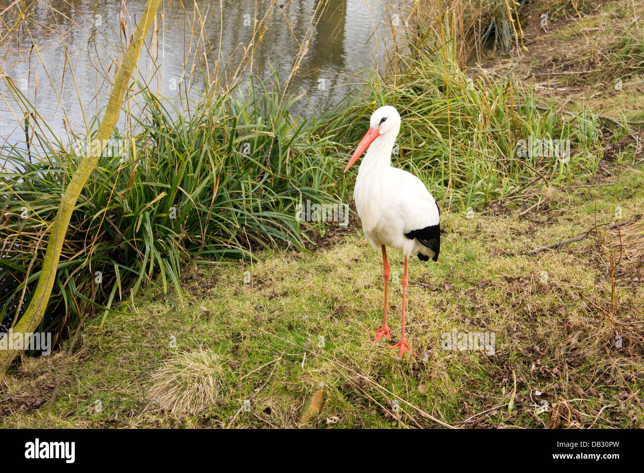 Indian stork bird hi-res stock photography and images - Alamy