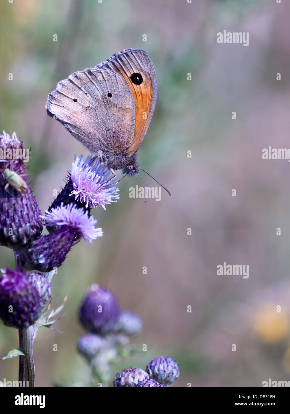 Meadow Brown butterfly Stock Photo - Alamy