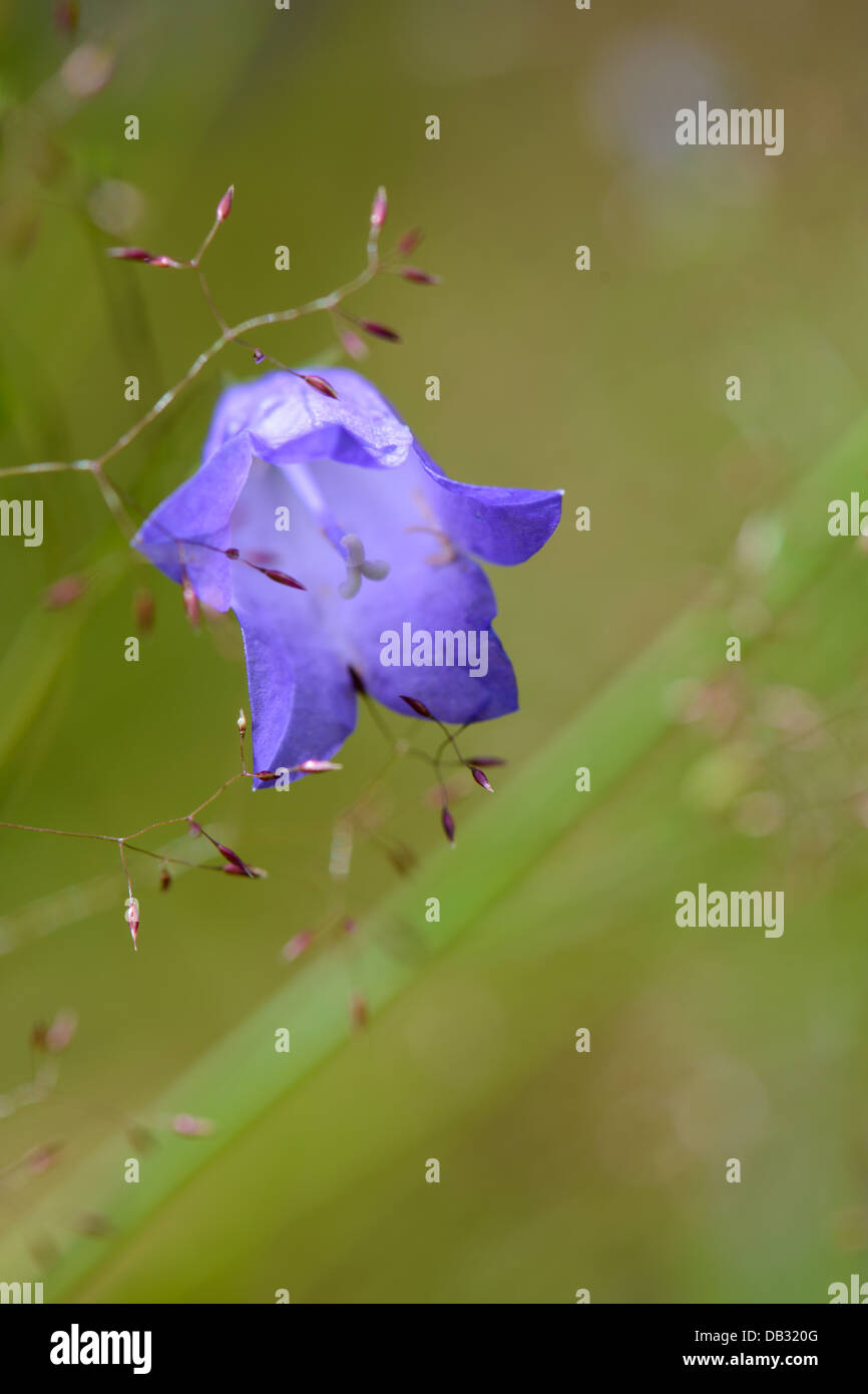 Blue wild flower meadow close-up Stock Photo - Alamy