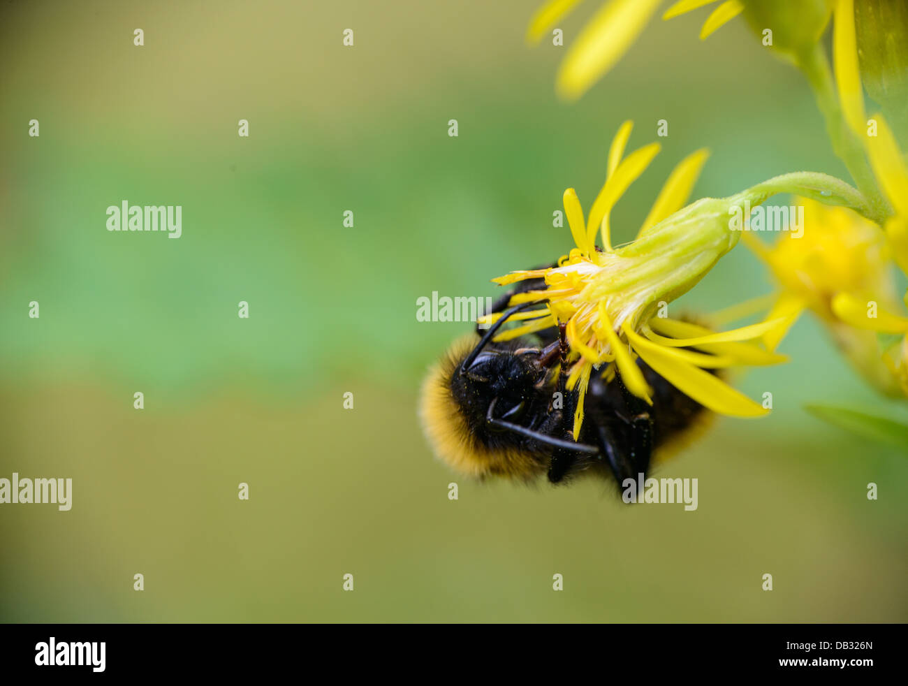 Detailed work on forest hi-res stock photography and images - Alamy