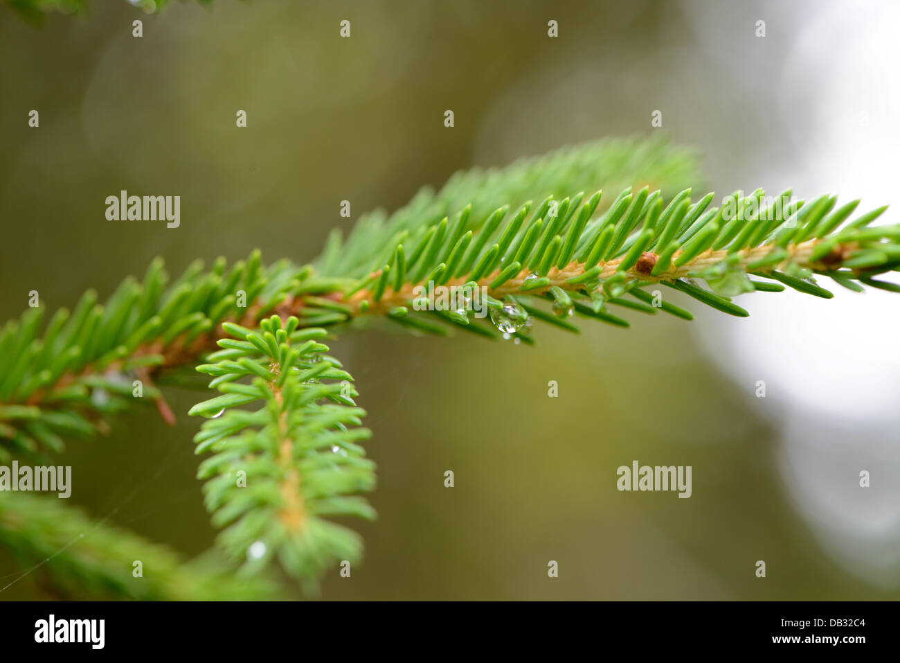 Fur-tree branch close-up Stock Photo - Alamy