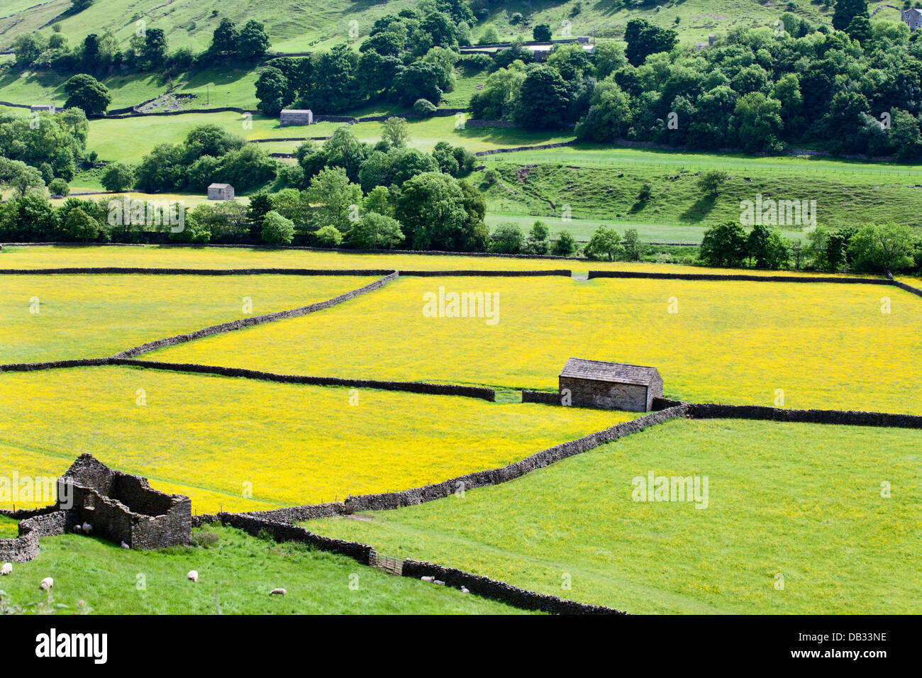 Barns and Dry Stone Walls in Meadows at Gunnerside Swaldele Yorkshire ...