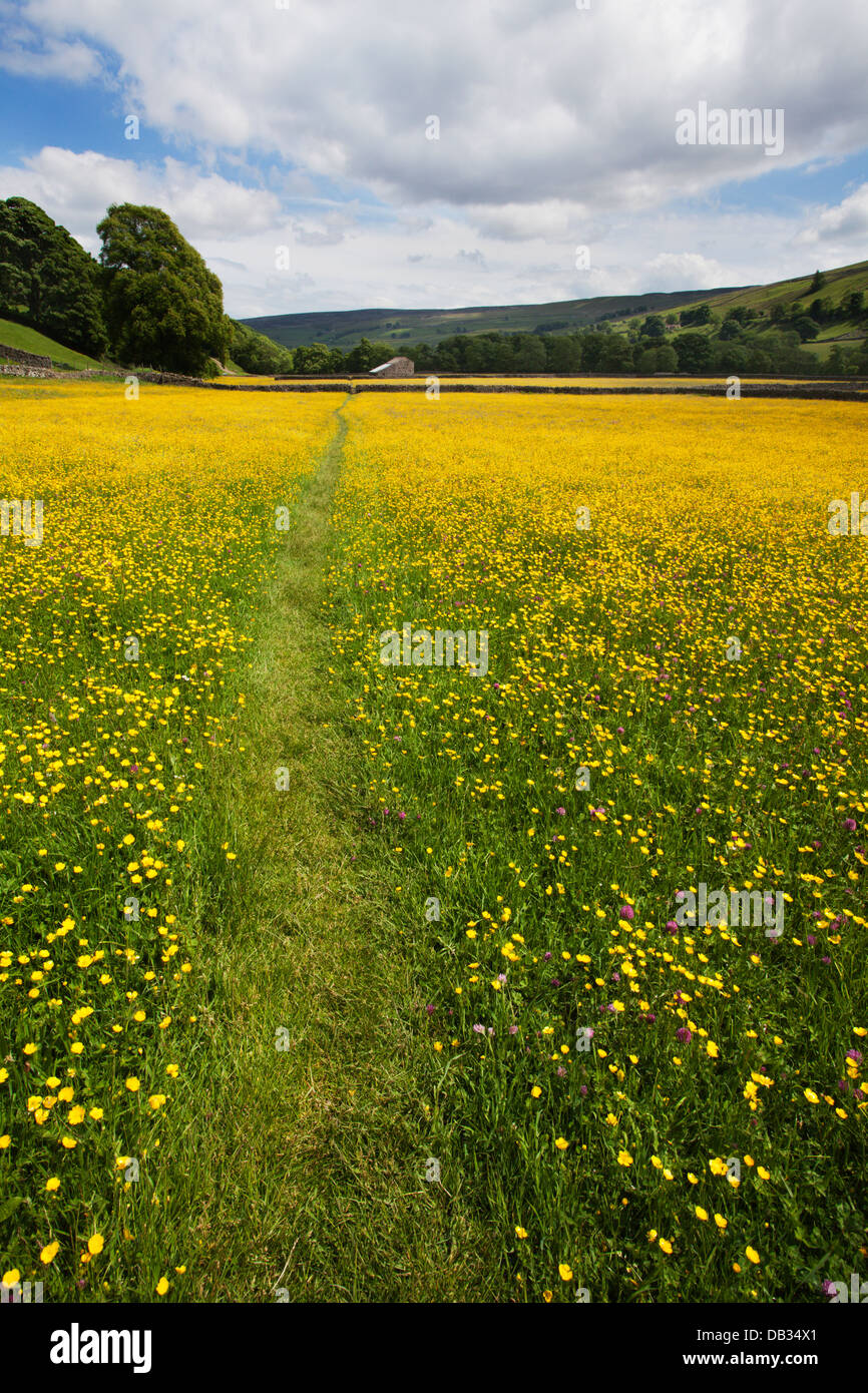 Path across Buttercup Meadows at Gunnerside in Swaledale Yorkshire ...