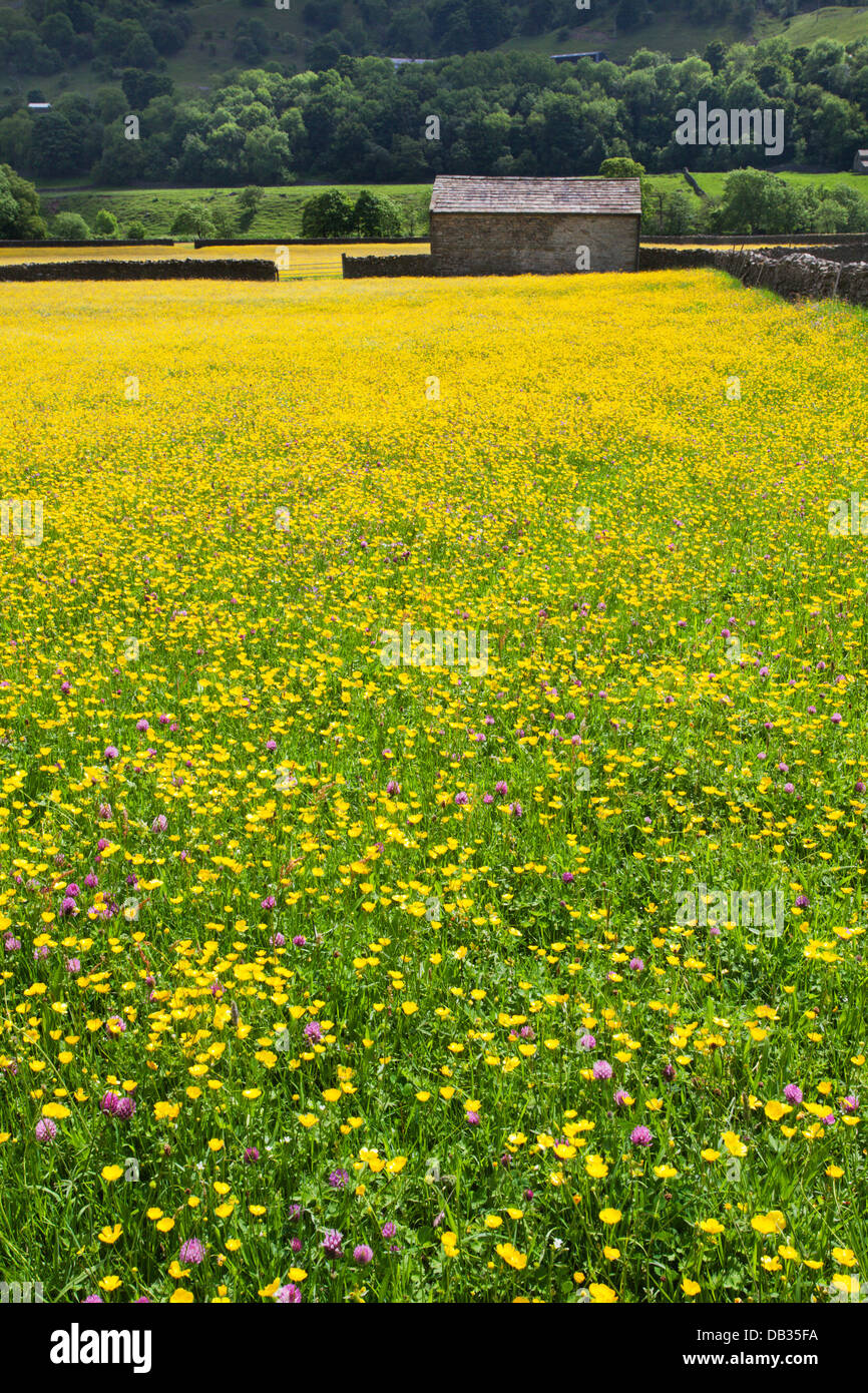 Barn and Buttercup Meadows at Gunnerside in Swaledale Yorkshire Dales ...