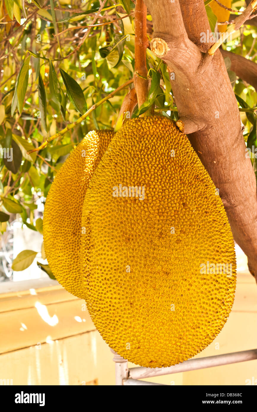 Growth hanging jackfruit trunk hi-res stock photography and images - Alamy