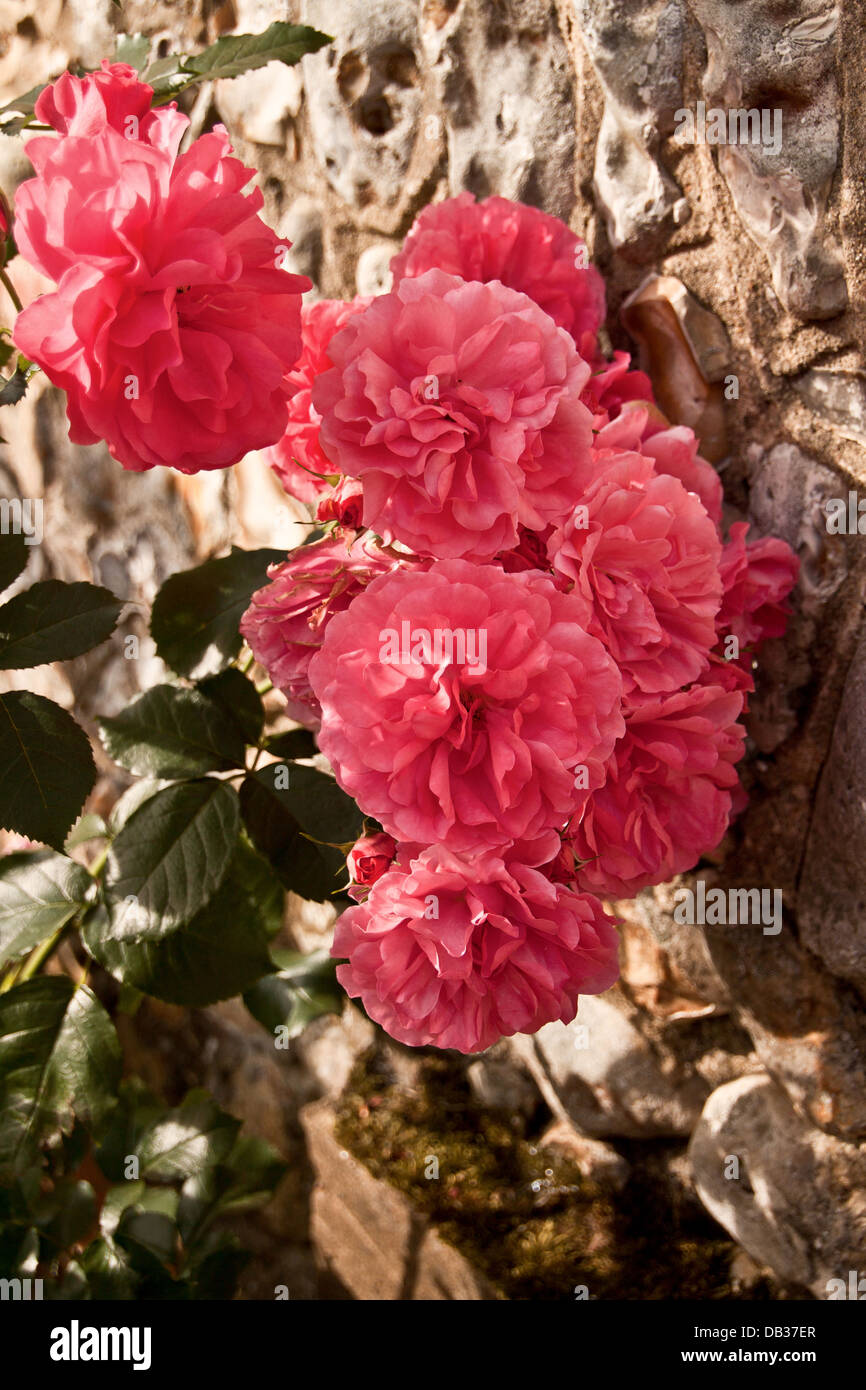 Pink flint hi-res stock photography and images - Alamy