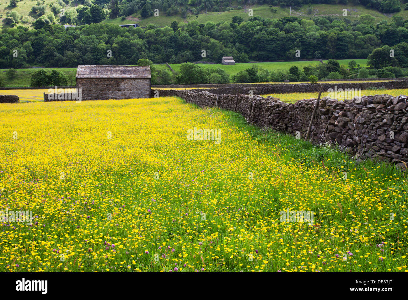Barn and Buttercup Meadows at Gunnerside in Swaledale Yorkshire Dales ...