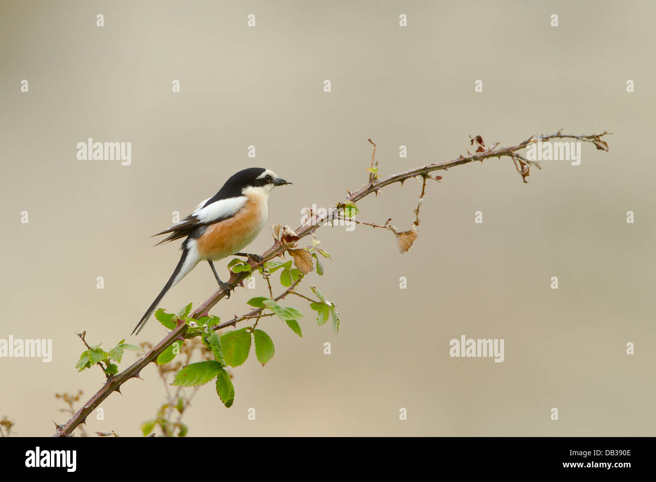 Masked Shrike Lanius nubicus perched in Cyprus April Stock Photo - Alamy