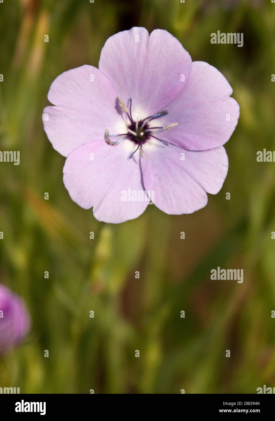 British wild flowers hi-res stock photography and images - Alamy