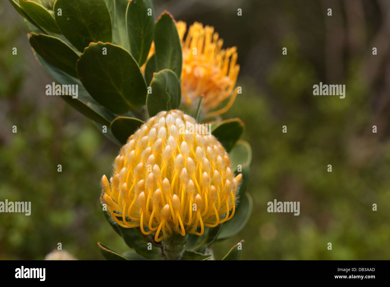 Indigenous leucospermum in bloom, Western Cape Province, South Africa ...