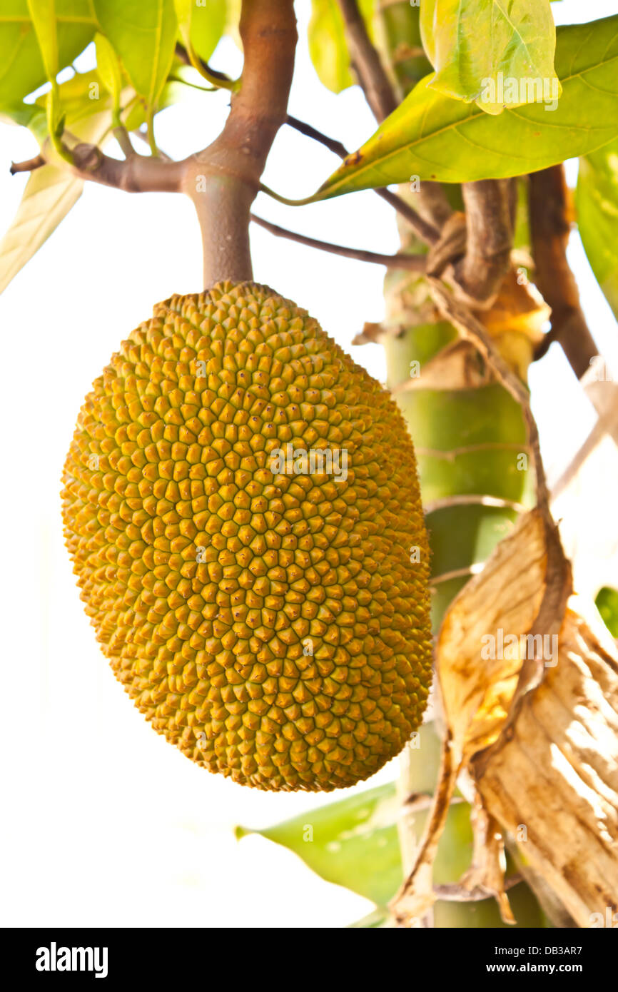 Day of jack fruit hi-res stock photography and images - Alamy