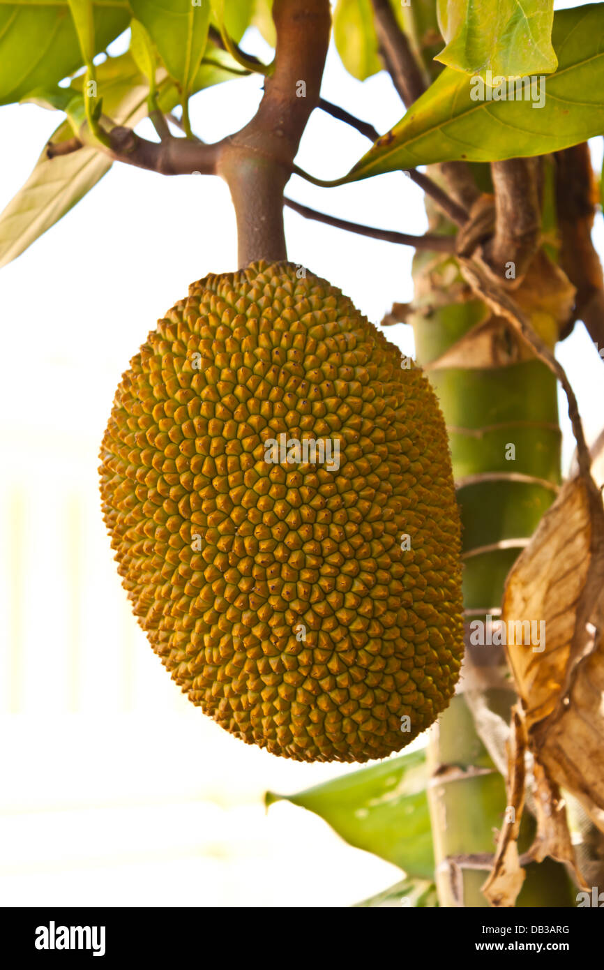 Growth hanging jackfruit trunk hi-res stock photography and images - Alamy