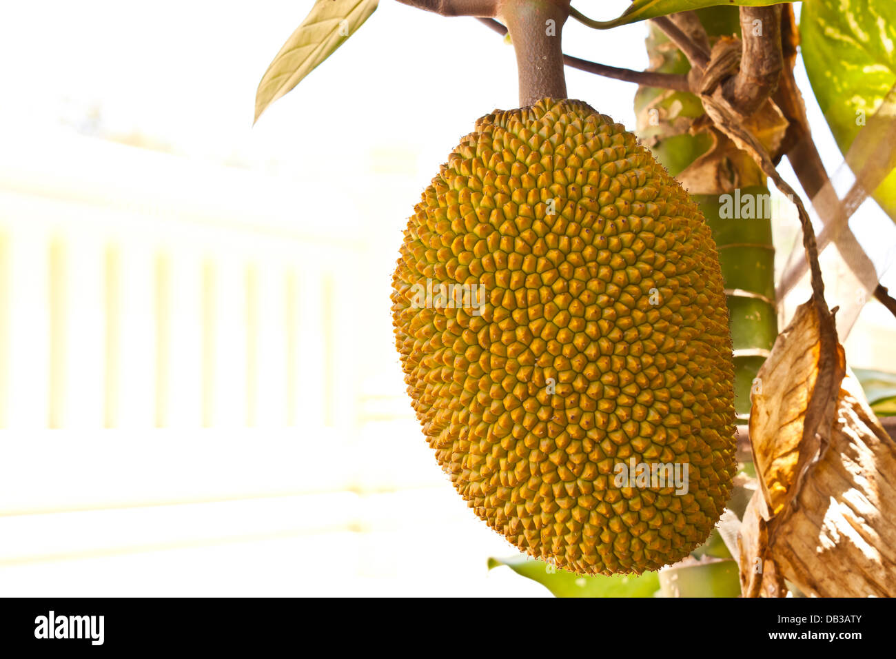 Jeck hi-res stock photography and images - Alamy