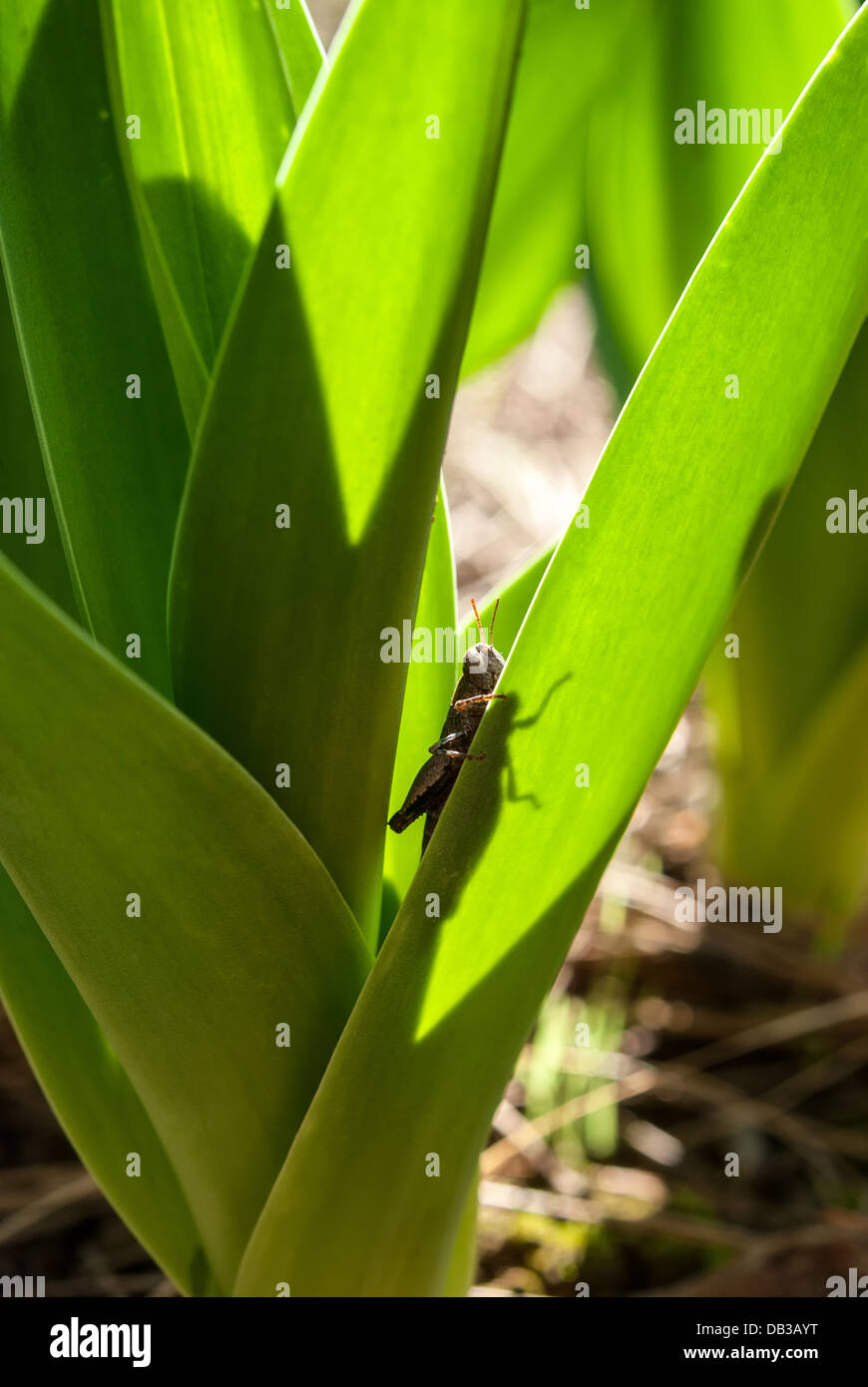 Close up grasshopper sitting on hi-res stock photography and images - Alamy
