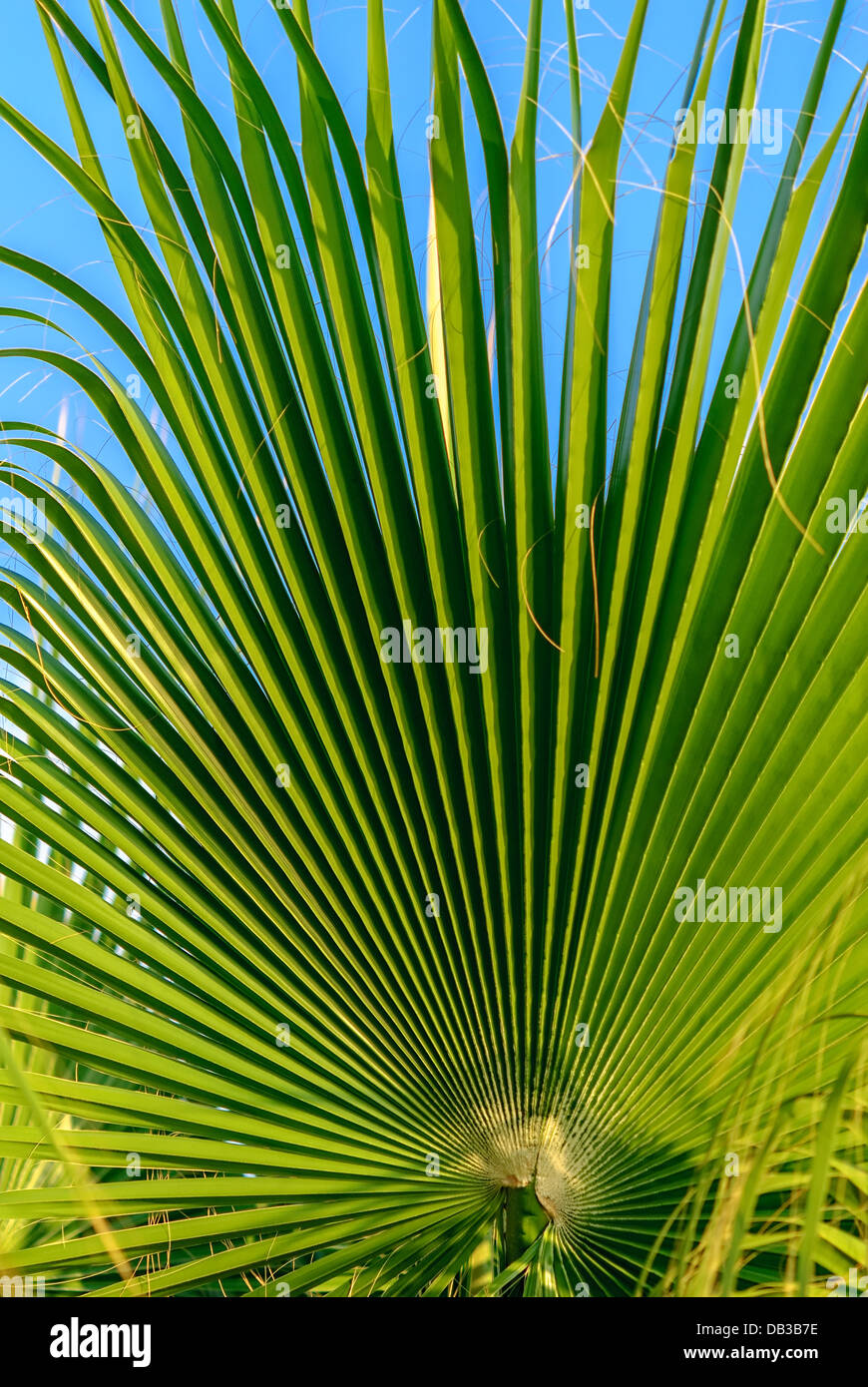 Palm tree leaf background Stock Photo - Alamy