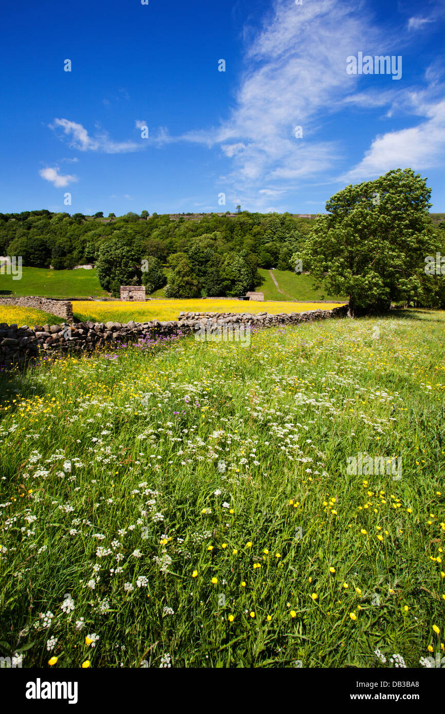 Wildflowers by the Swale and Buttercup Meadow at Gunnerside in ...